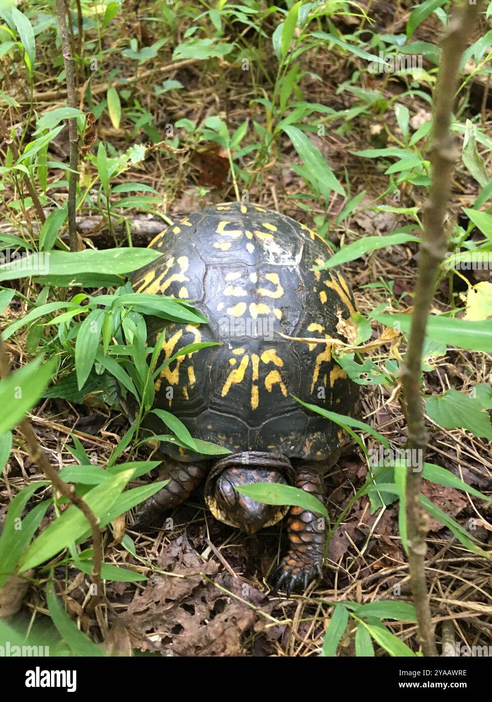 Common Box Turtle (Terrapene carolina) Reptilia Stock Photo - Alamy