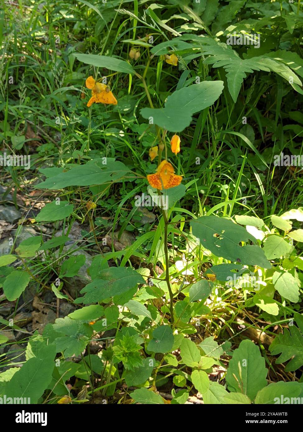 common jewelweed (Impatiens capensis) Plantae Stock Photo - Alamy