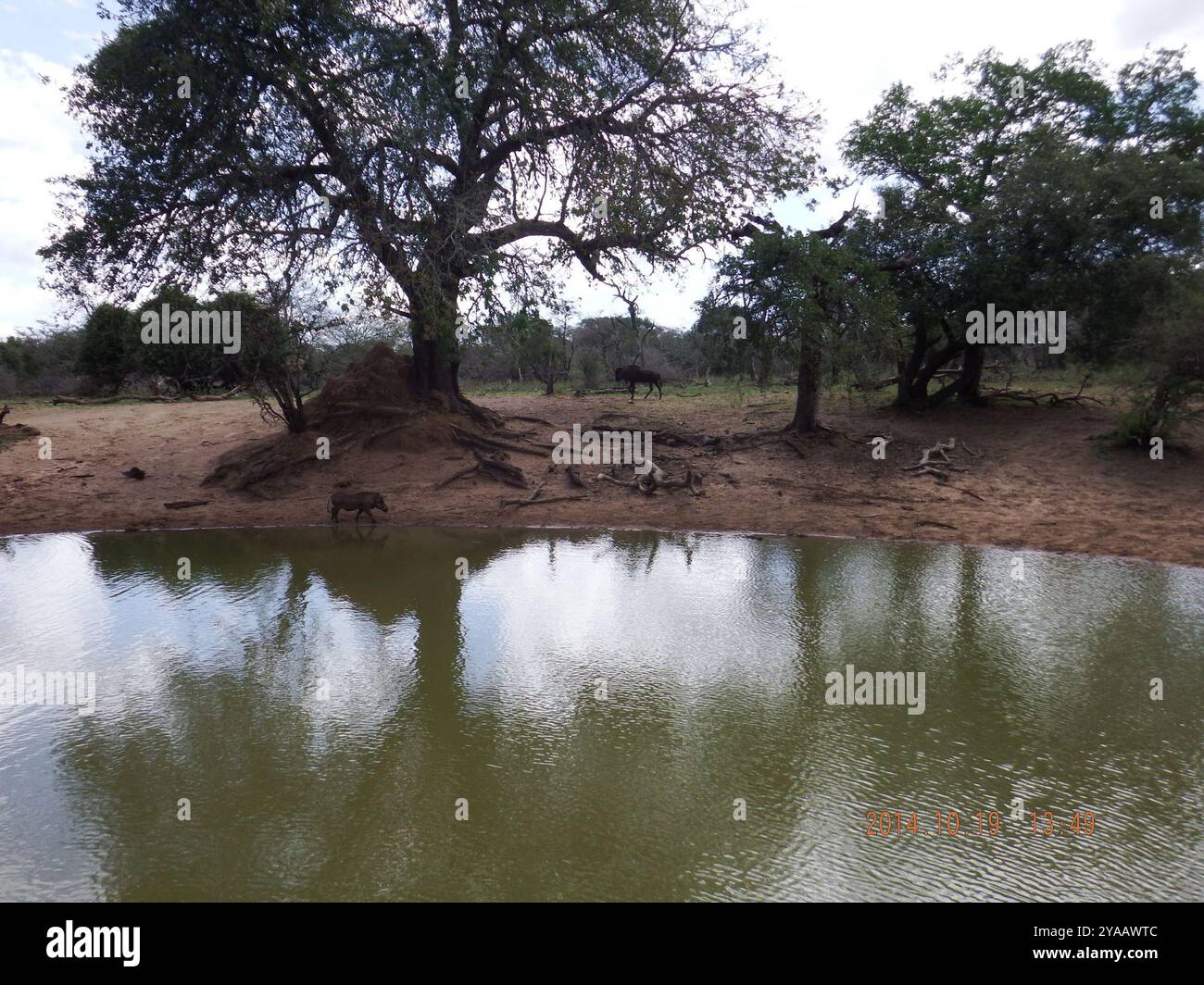 Southern Warthog (Phacochoerus africanus sundevallii) Mammalia Stock ...