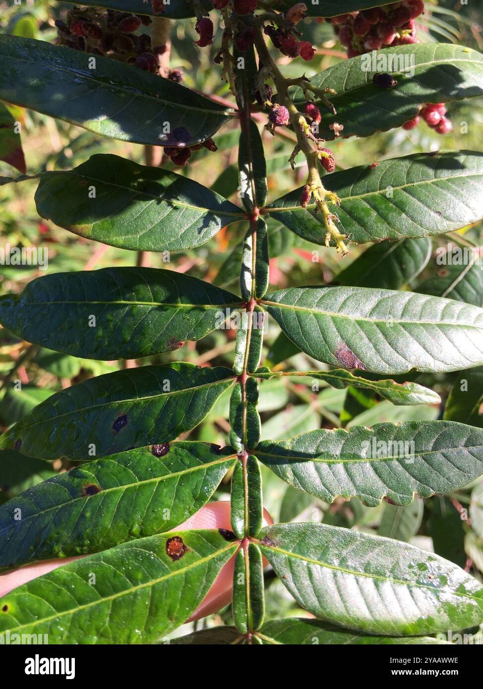 shining sumac (Rhus copallinum) Plantae Stock Photo - Alamy