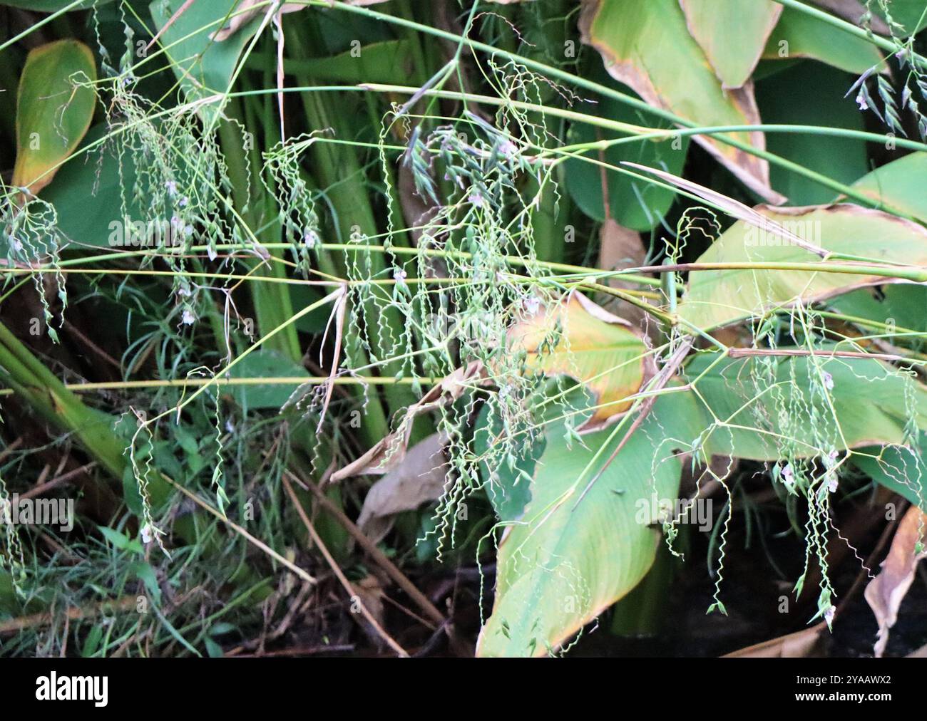 alligator flag (Thalia geniculata) Plantae Stock Photo - Alamy