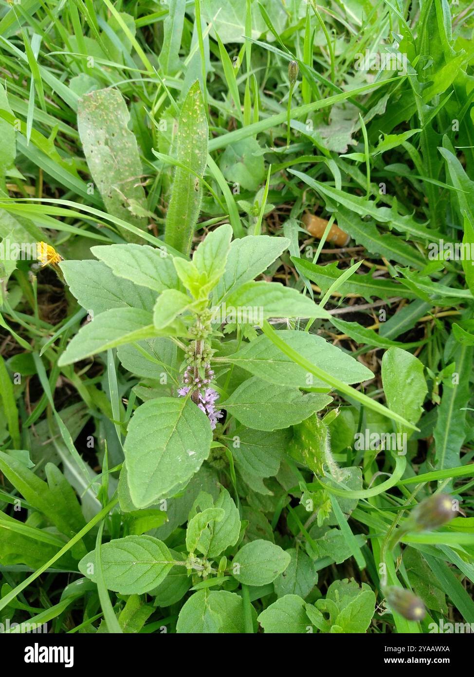 corn mint (Mentha arvensis) Plantae Stock Photo - Alamy
