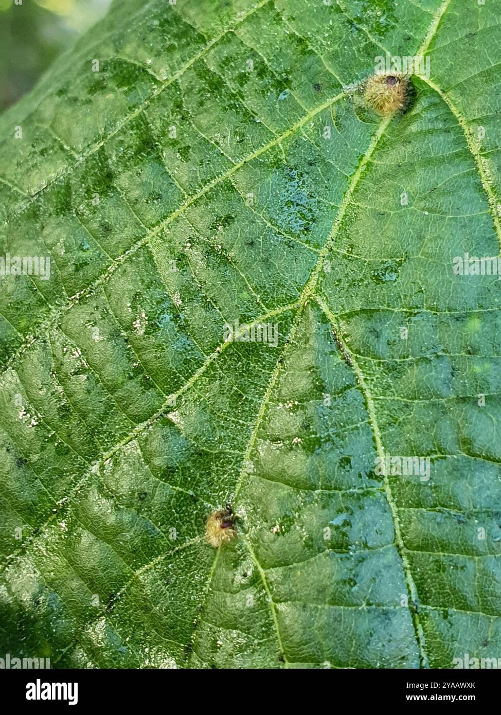 Gall and Rust Mites (Eriophyidae) Arachnida Stock Photo - Alamy