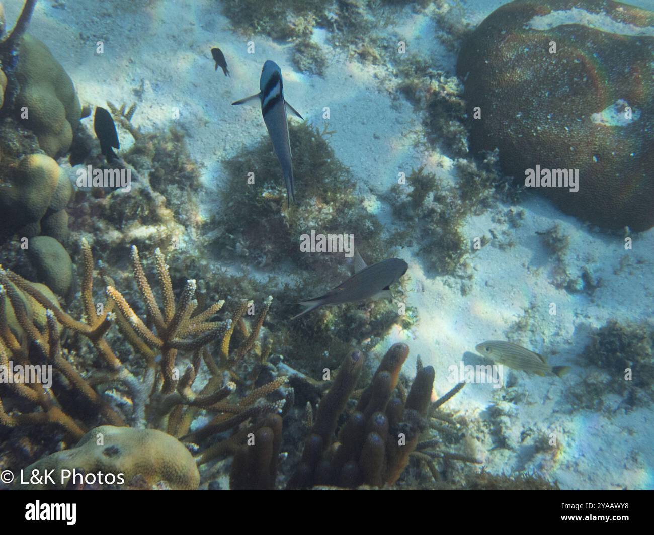 Caribbean Bluehead Wrasse (Thalassoma bifasciatum) Actinopterygii Stock ...