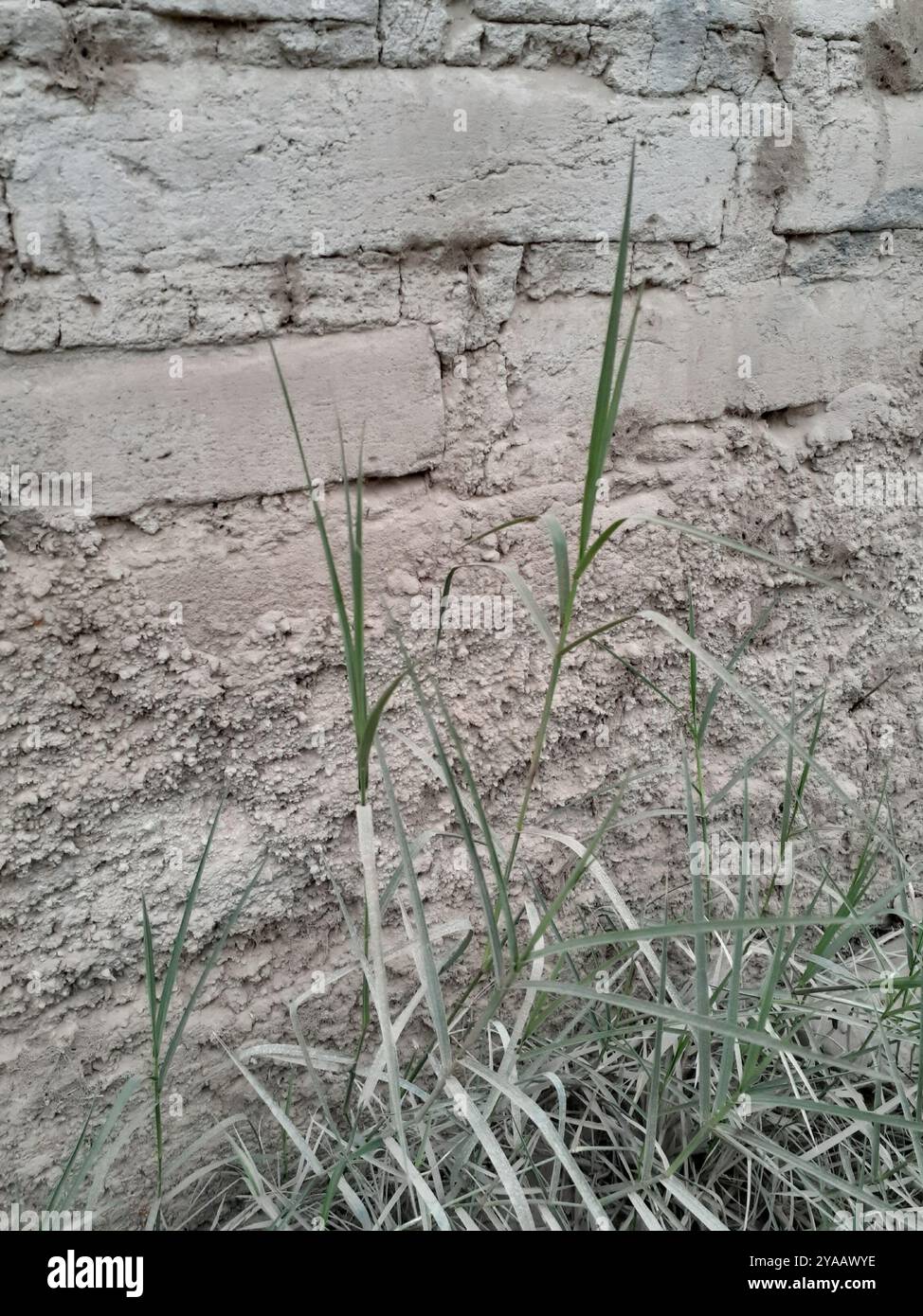 grasses (Poaceae) Plantae Stock Photo - Alamy