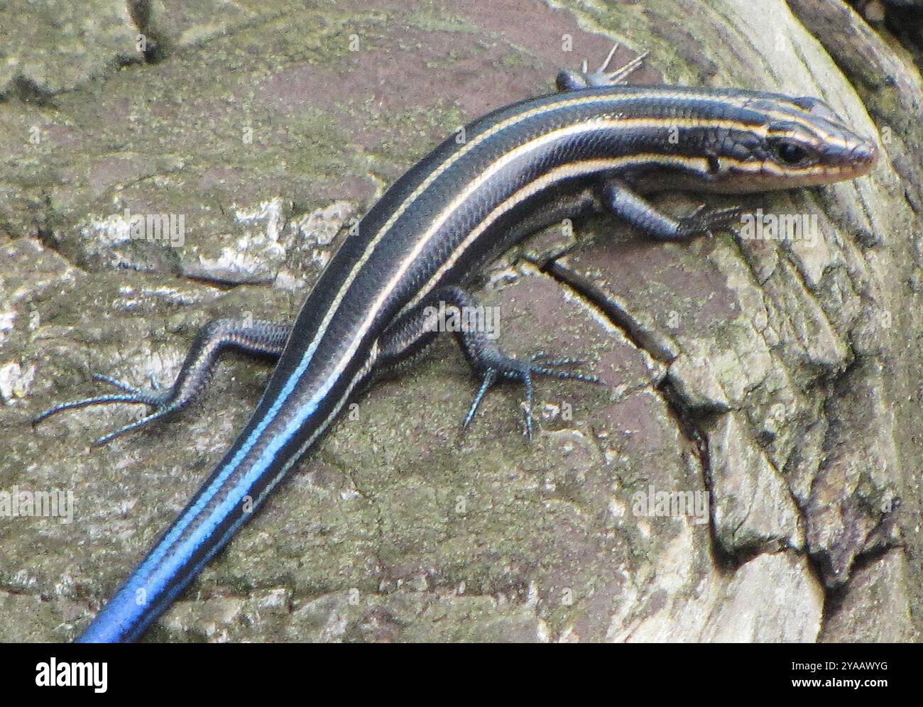 Common Five-lined Skink (Plestiodon fasciatus) Reptilia Stock Photo - Alamy
