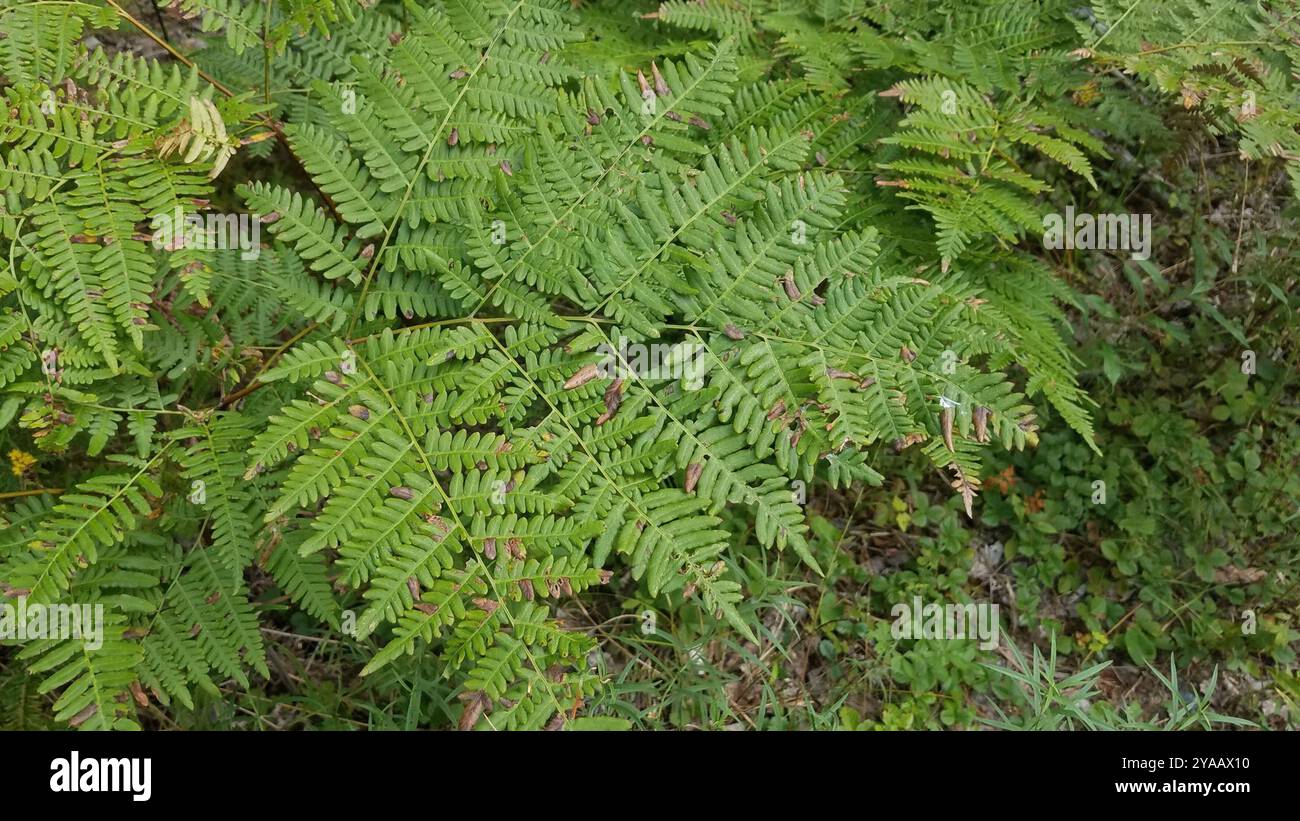 eagle fern (Pteridium aquilinum latiusculum) Plantae Stock Photo - Alamy