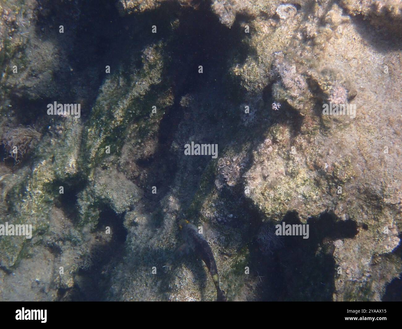 European Parrotfish (Sparisoma cretense) Actinopterygii Stock Photo - Alamy