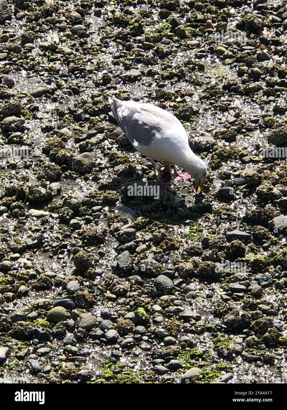 Olympic Gull (Larus glaucescens × occidentalis) Aves Stock Photo - Alamy