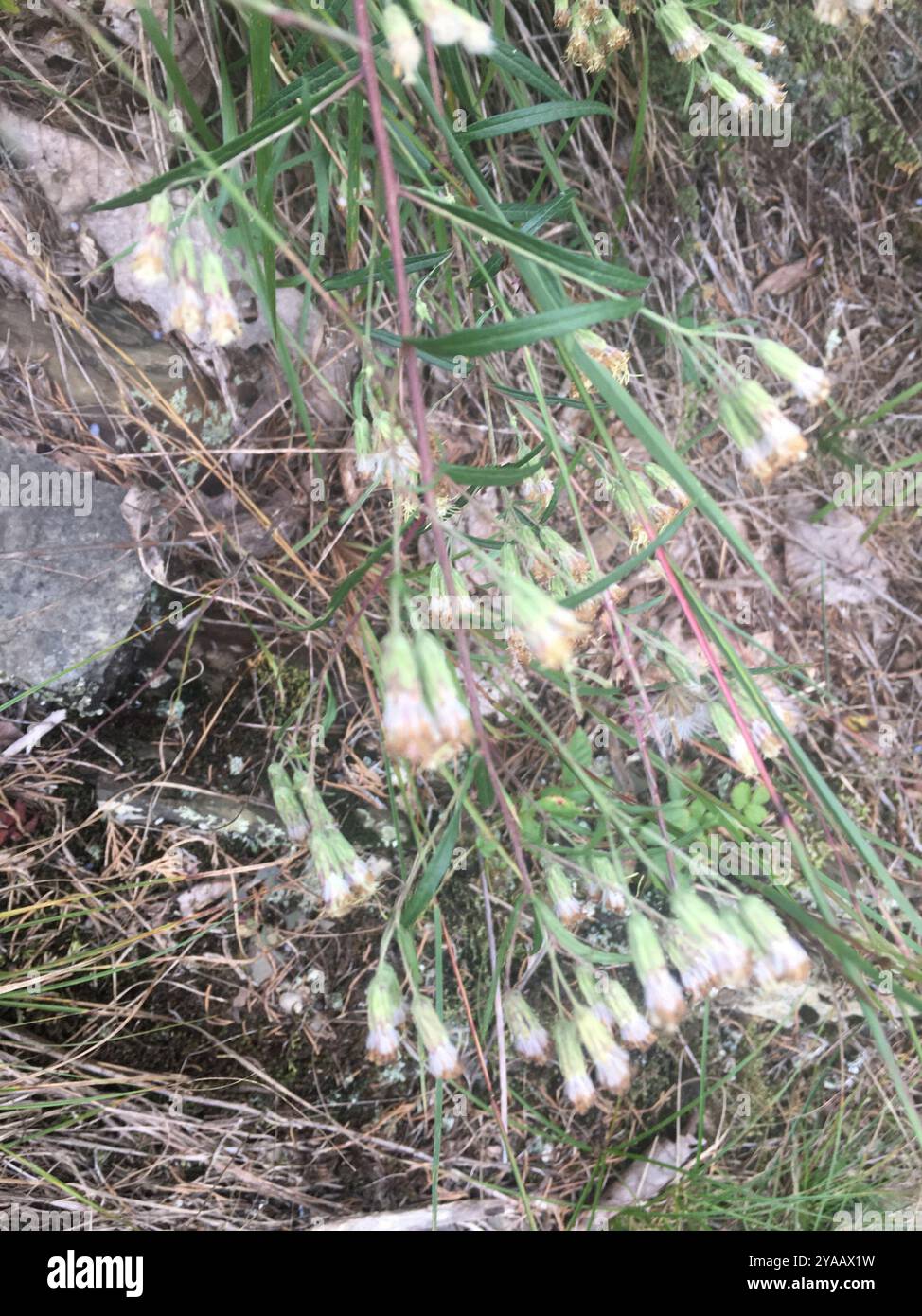 False Boneset (Brickellia eupatorioides) Plantae Stock Photo - Alamy