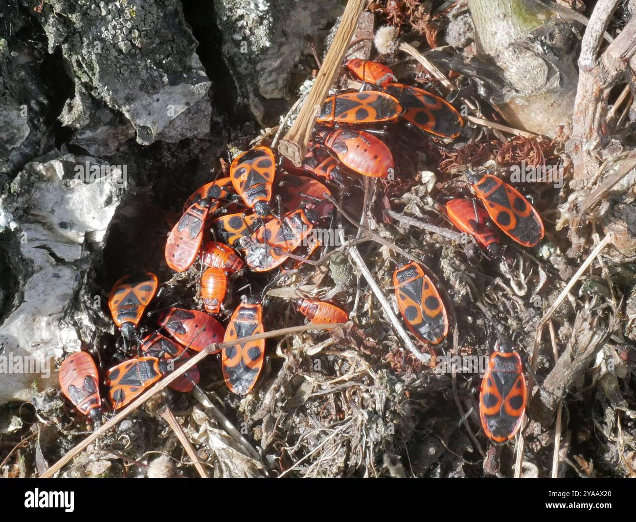 European Firebug (Pyrrhocoris apterus) Insecta Stock Photo - Alamy