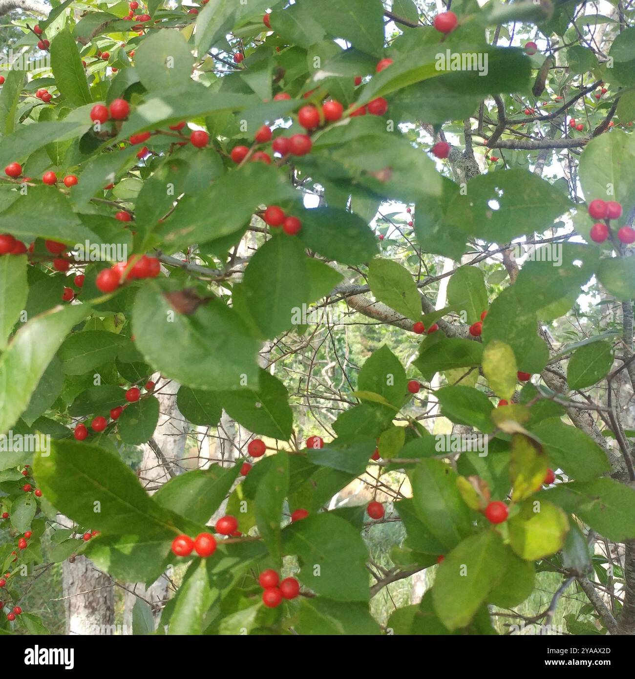 winterberry holly (Ilex verticillata) Plantae Stock Photo - Alamy