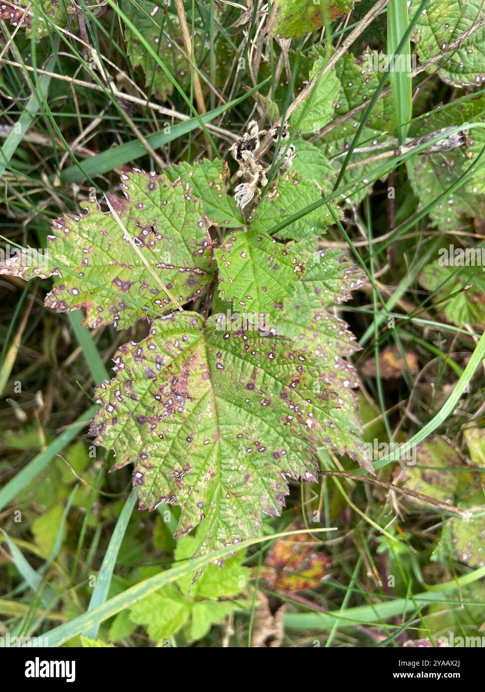 European dewberry (Rubus caesius) Plantae Stock Photo - Alamy