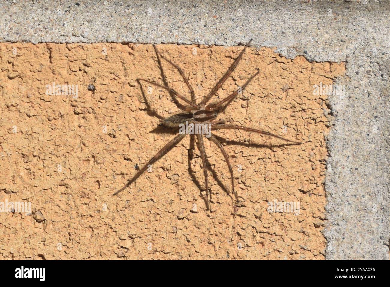 Grass Spiders (Agelenopsis) Arachnida Stock Photo - Alamy