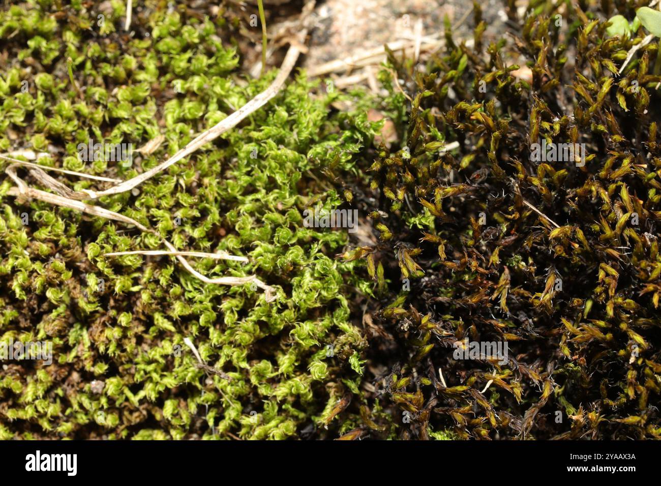 Capillary Thread-moss (Ptychostomum capillare) Plantae Stock Photo - Alamy