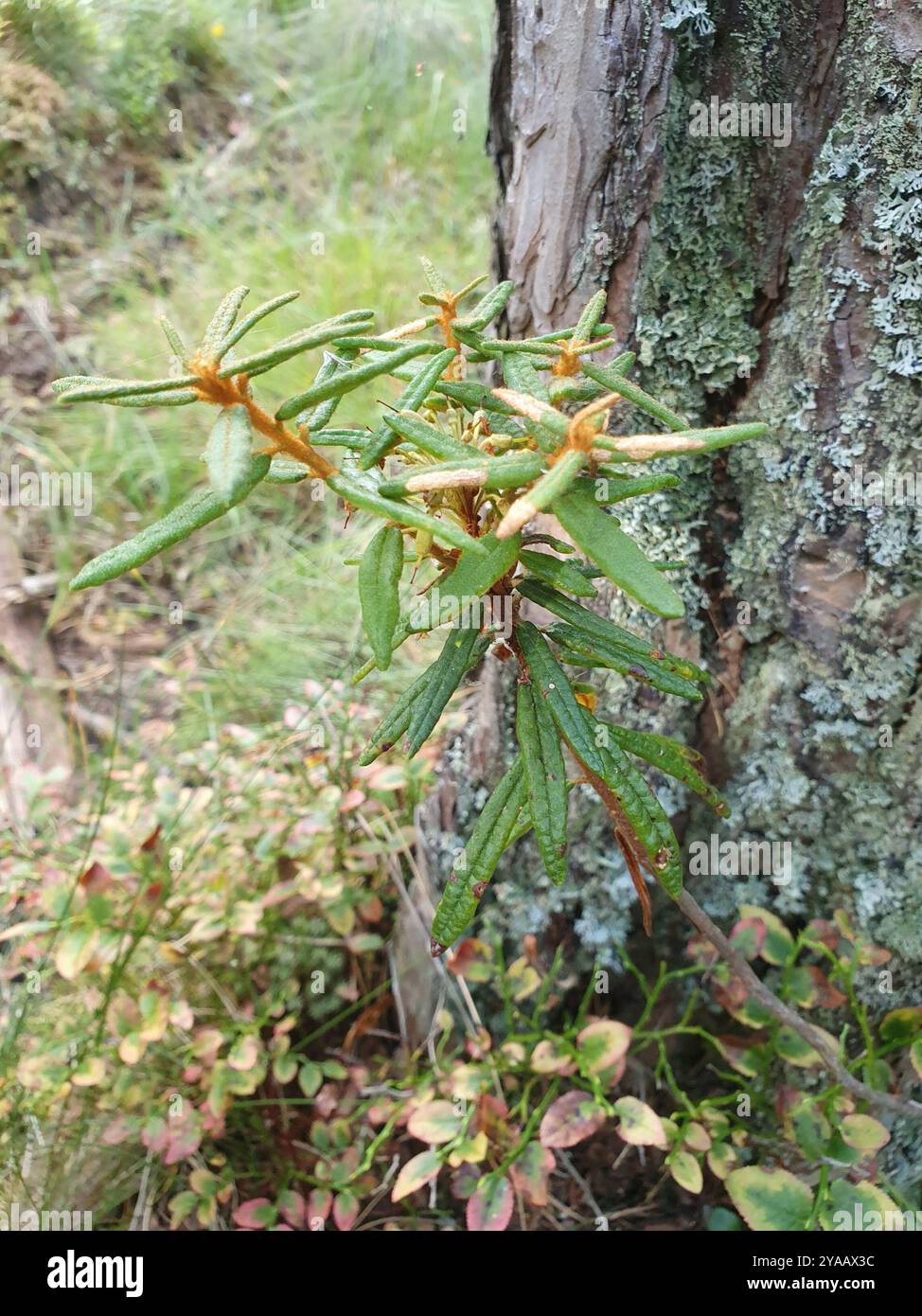 marsh Labrador tea (Rhododendron tomentosum) Plantae Stock Photo - Alamy