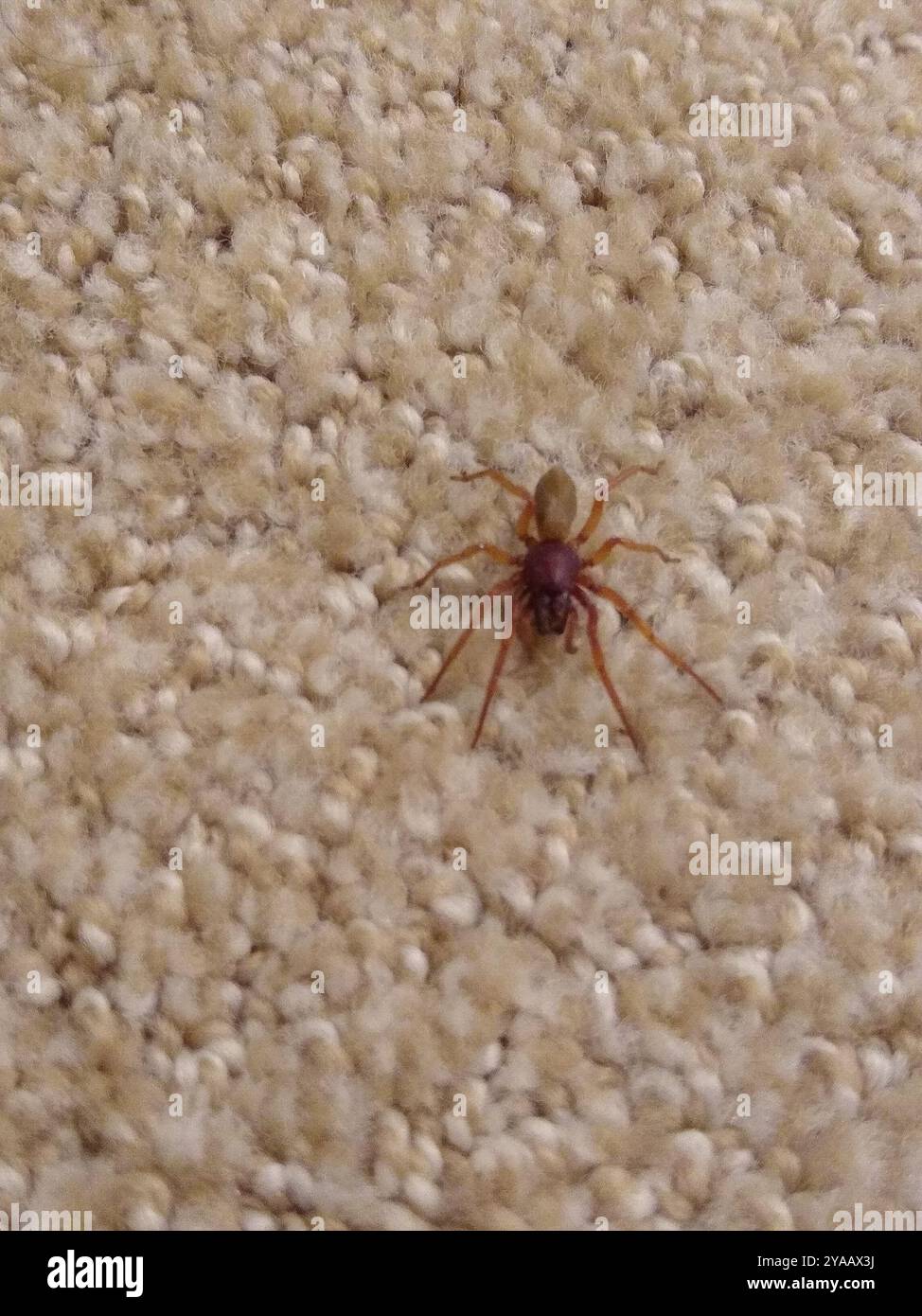 Woodlouse Spider (Dysdera crocata) Arachnida Stock Photo - Alamy