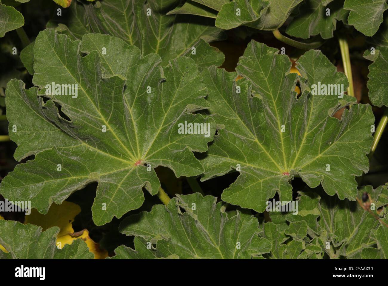 Tree Mallow (Malva arborea) Plantae Stock Photo - Alamy