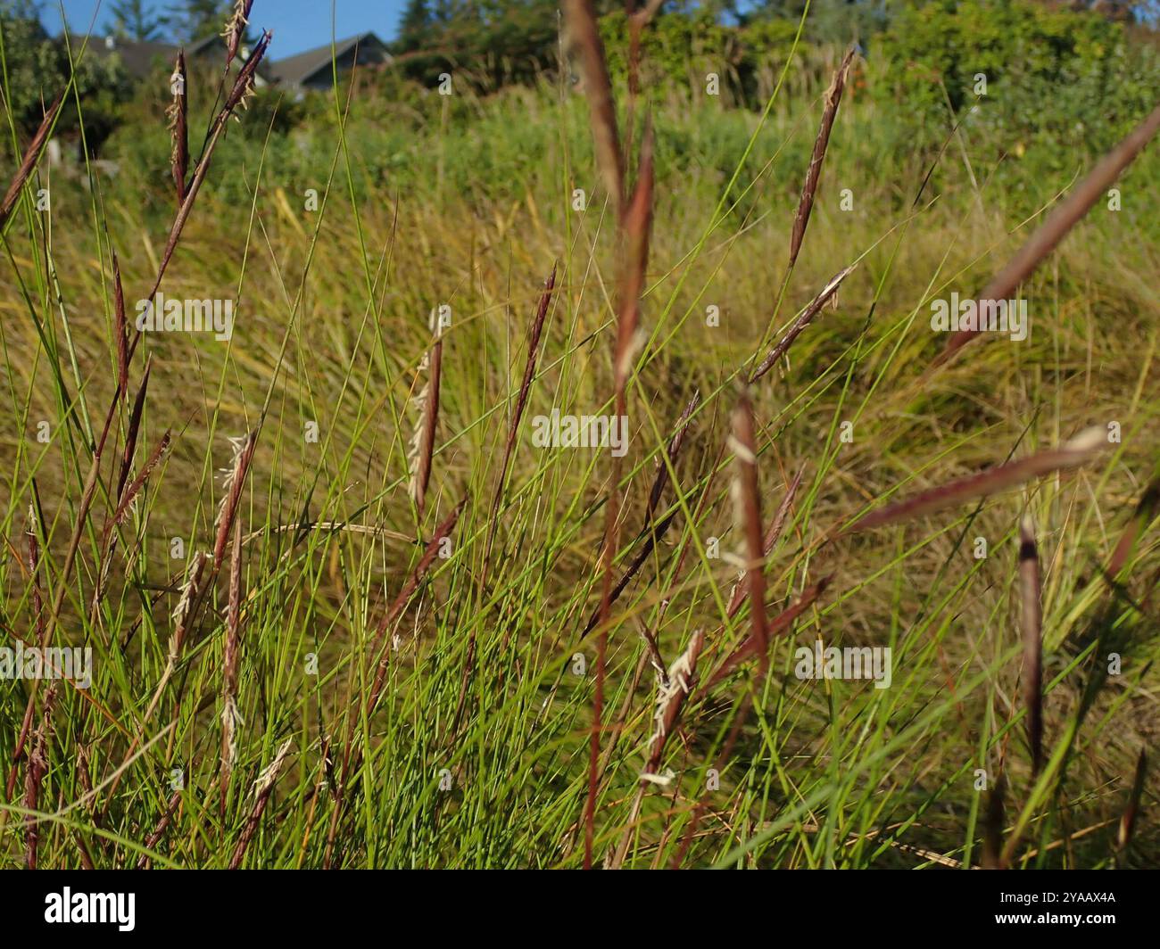 Marsh Hay Cordgrass (Sporobolus pumilus) Plantae Stock Photo - Alamy