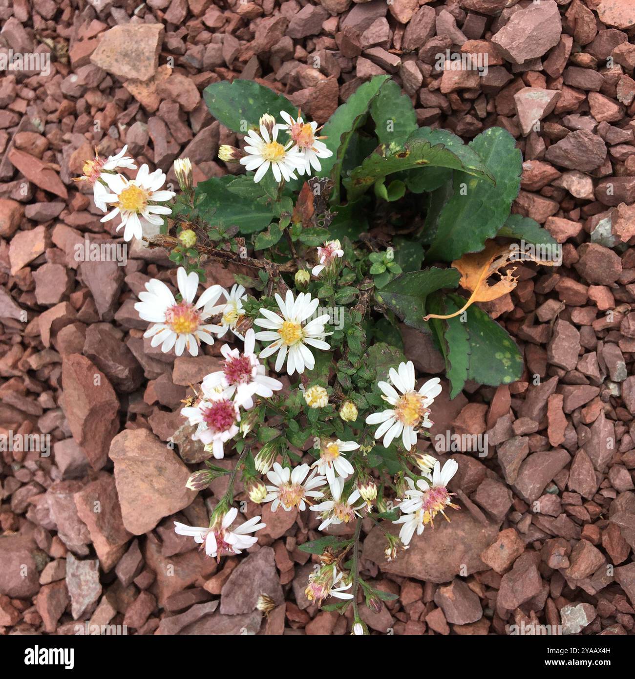 calico aster (Symphyotrichum lateriflorum) Plantae Stock Photo - Alamy