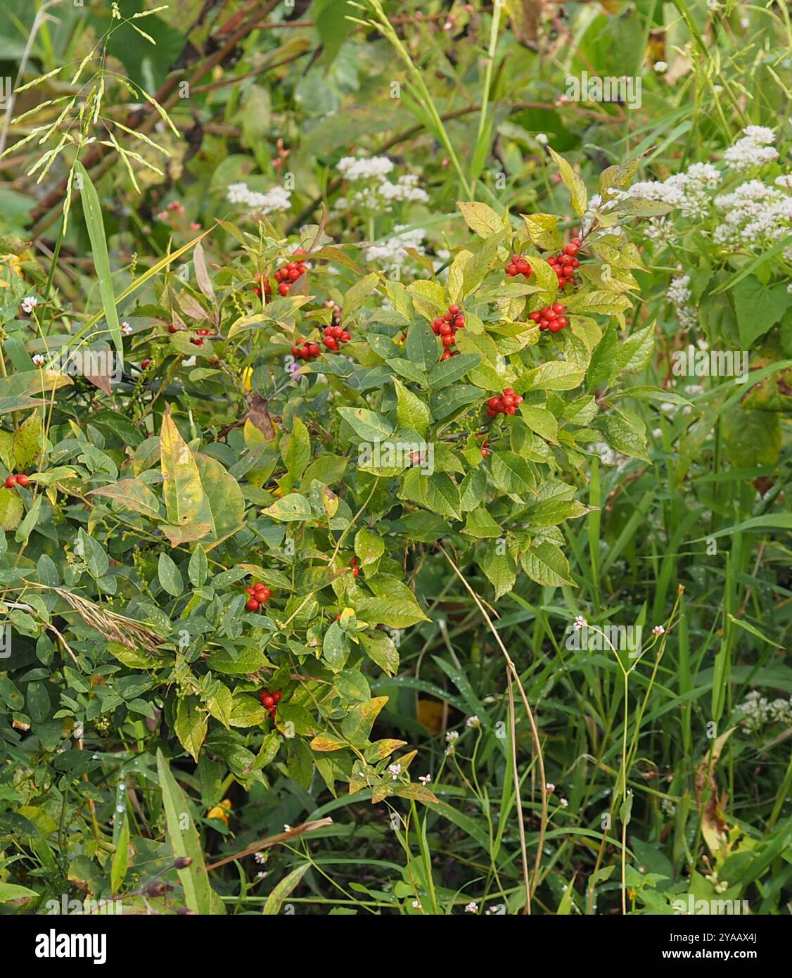 winterberry holly (Ilex verticillata) Plantae Stock Photo - Alamy
