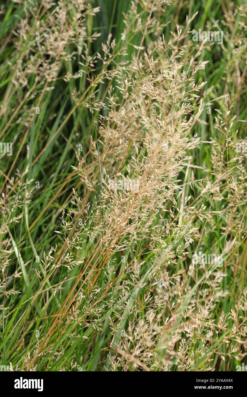 colonial bent (Agrostis capillaris) Plantae Stock Photo - Alamy