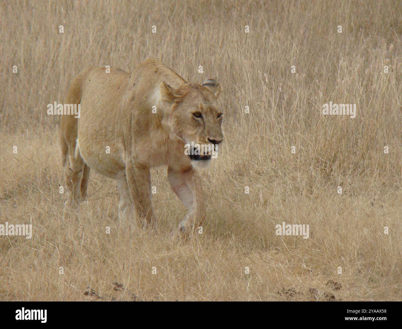 Southern Lion (Panthera leo melanochaita) Mammalia Stock Photo - Alamy