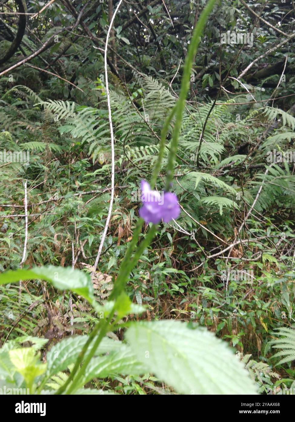 Rattail (Stachytarpheta cayennensis) Plantae Stock Photo - Alamy