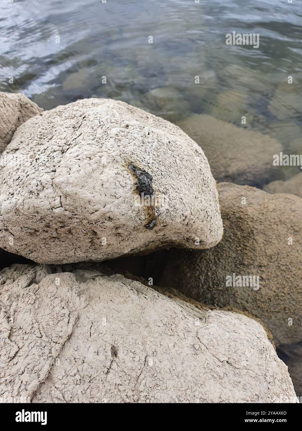 Eurasian Otter (Lutra lutra) Mammalia Stock Photo - Alamy