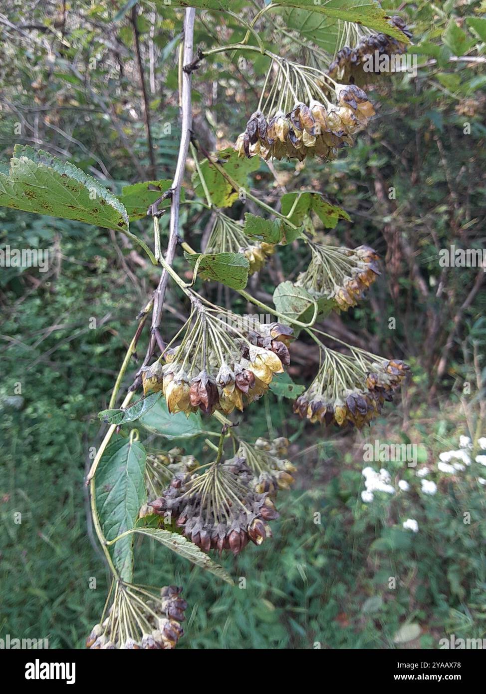 common ninebark (Physocarpus opulifolius) Plantae Stock Photo - Alamy