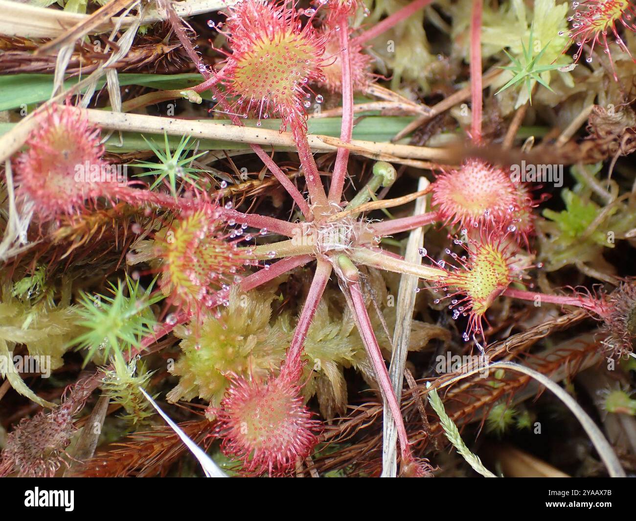 round-leaved sundew (Drosera rotundifolia) Plantae Stock Photo - Alamy