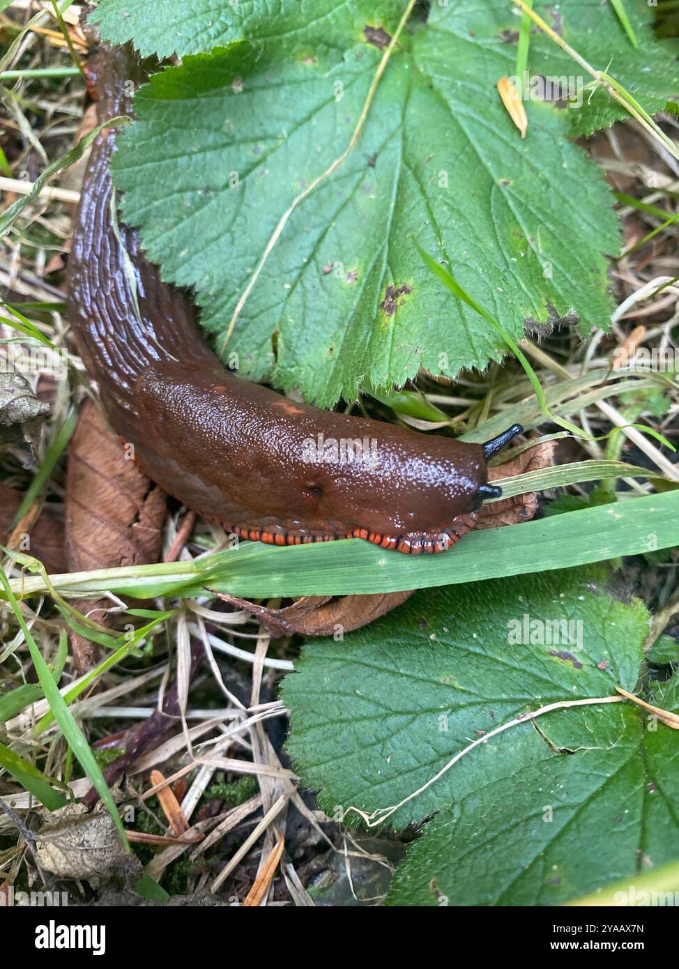 Black Slug (Arion ater) Mollusca Stock Photo - Alamy