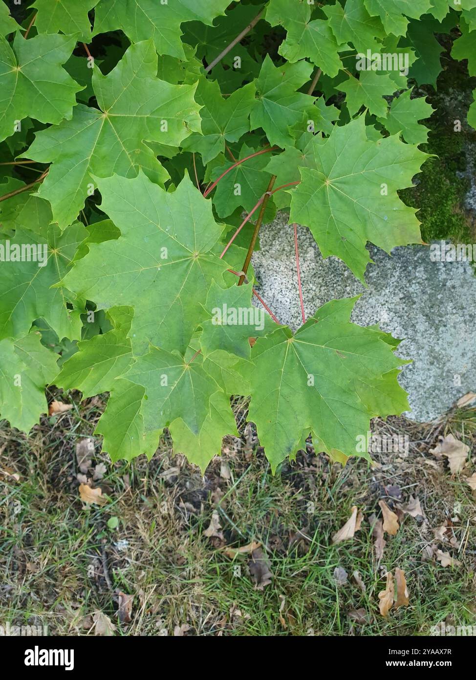 Norway maple (Acer platanoides) Plantae Stock Photo - Alamy
