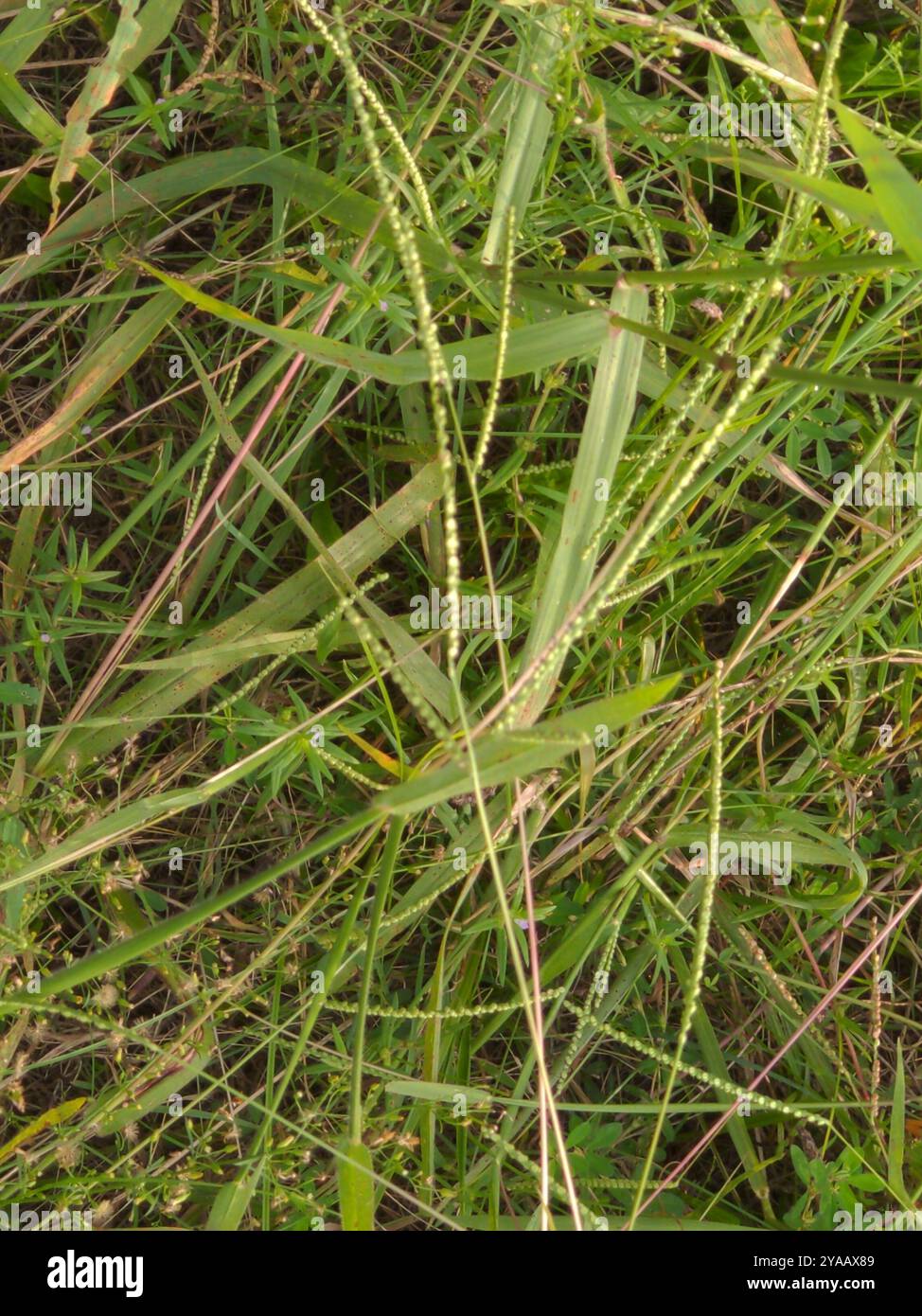 Hairy Crabgrass (Digitaria sanguinalis) Plantae Stock Photo - Alamy
