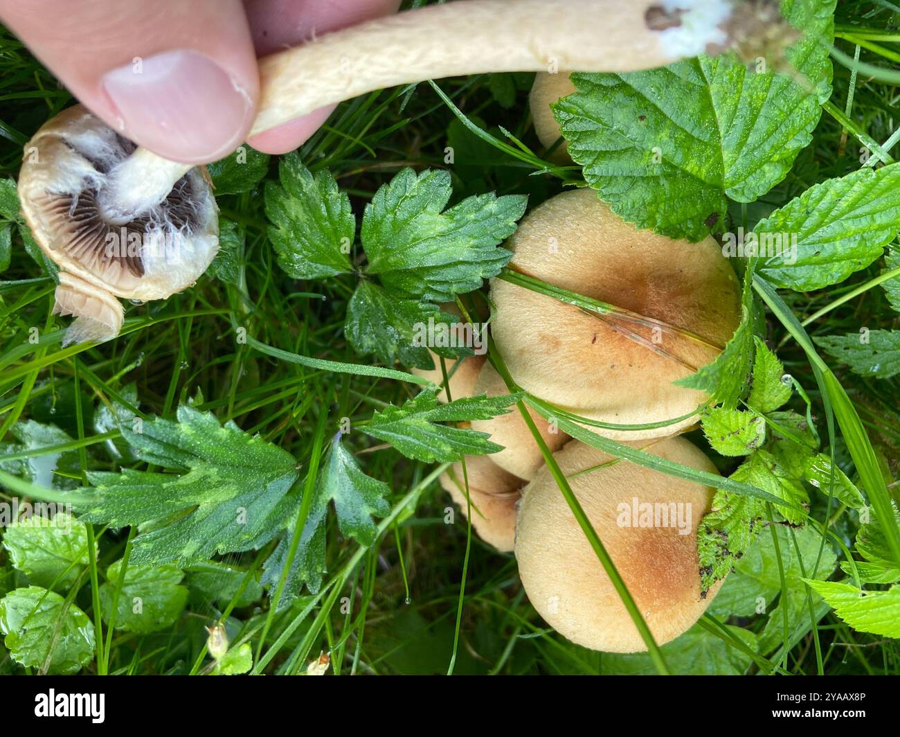 weeping widow (Lacrymaria lacrymabunda) Fungi Stock Photo - Alamy
