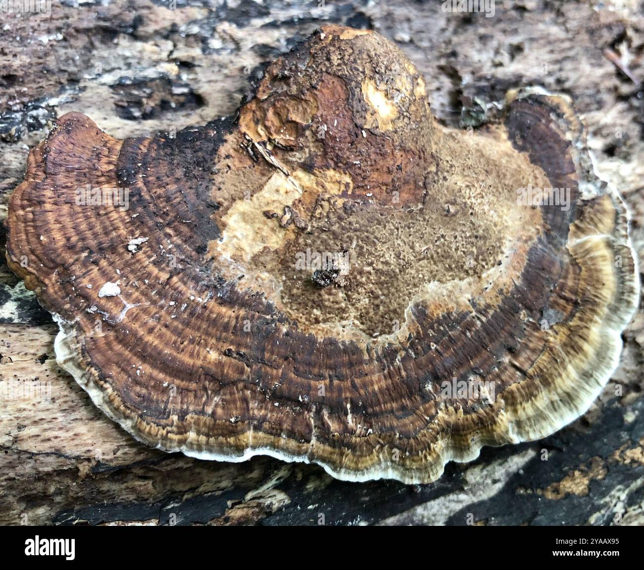 Thin-walled Maze Polypore (Daedaleopsis confragosa) Fungi Stock Photo ...