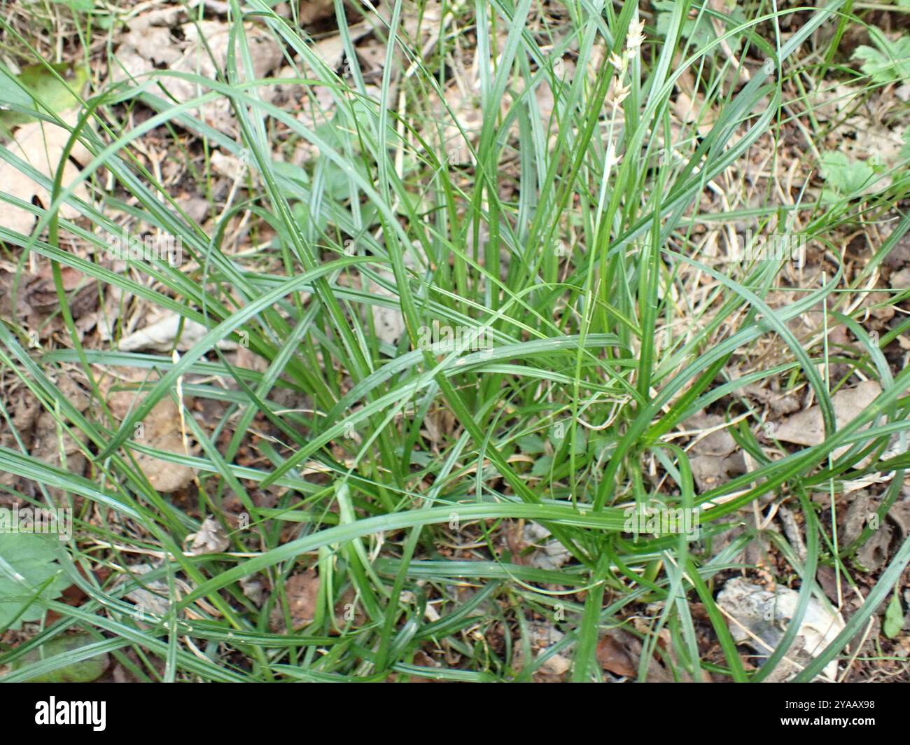 Grey Sedge (Carex divulsa) Plantae Stock Photo - Alamy