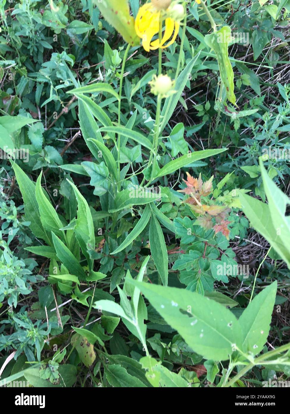 grey-headed coneflower (Ratibida pinnata) Plantae Stock Photo - Alamy