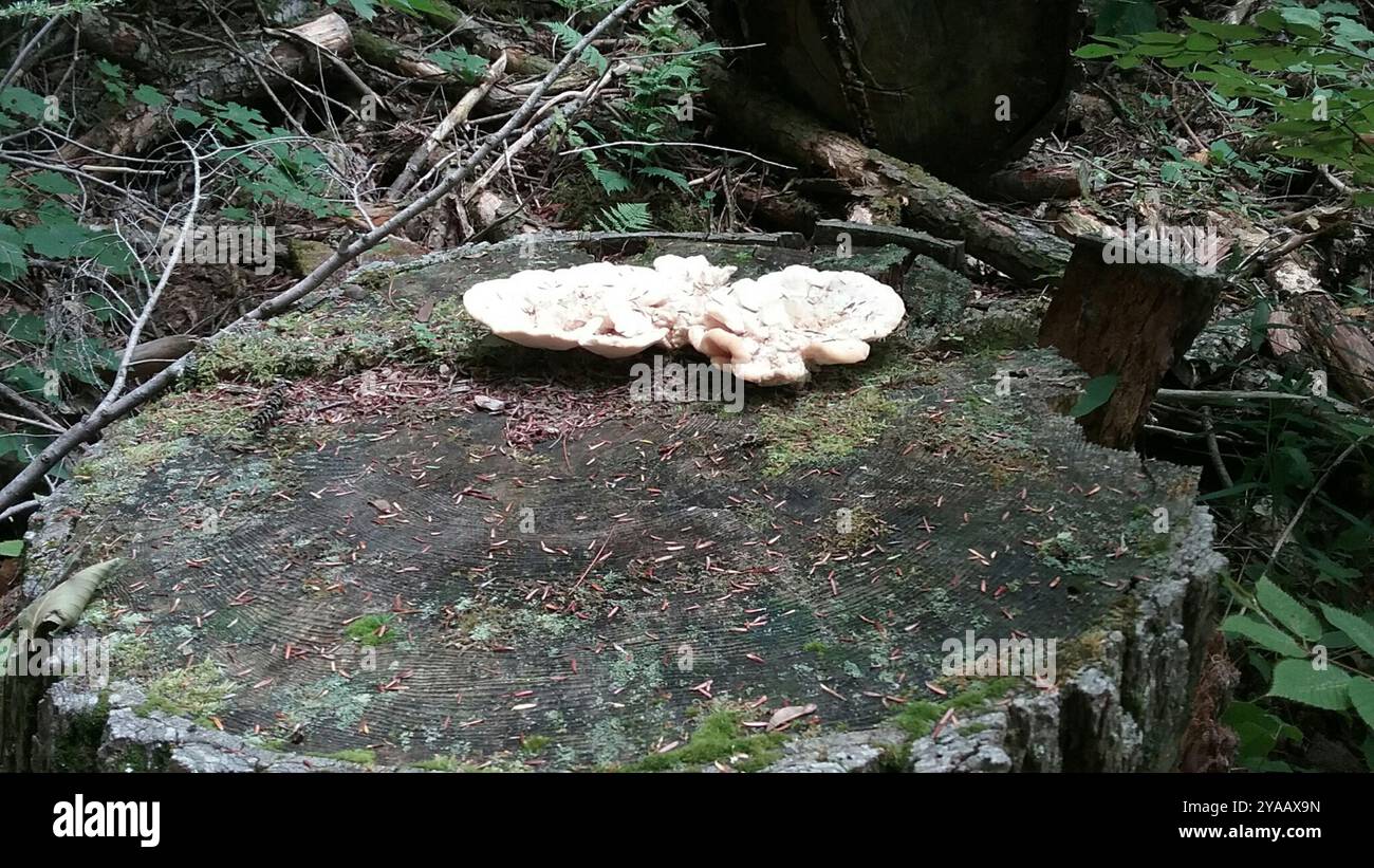 Northern Tooth (Climacodon septentrionalis) Fungi Stock Photo - Alamy