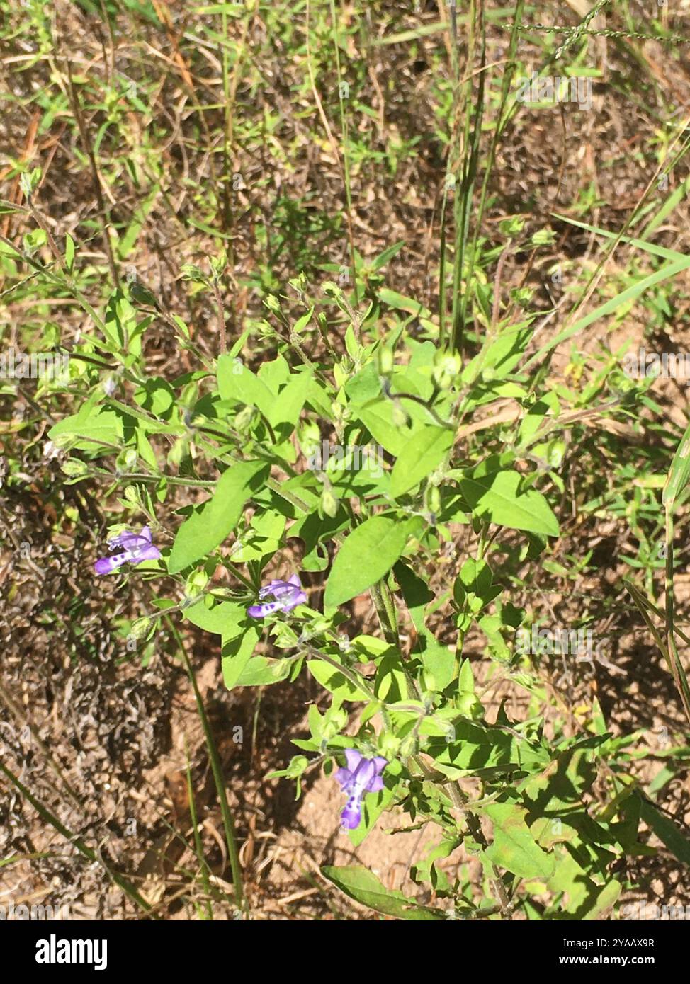 Blue Curls (Trichostema dichotomum) Plantae Stock Photo - Alamy