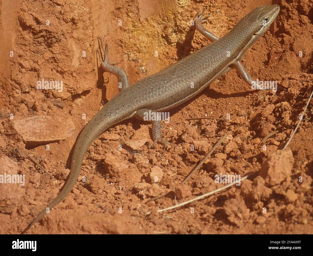 Variable Skink (Trachylepis varia) Reptilia Stock Photo - Alamy