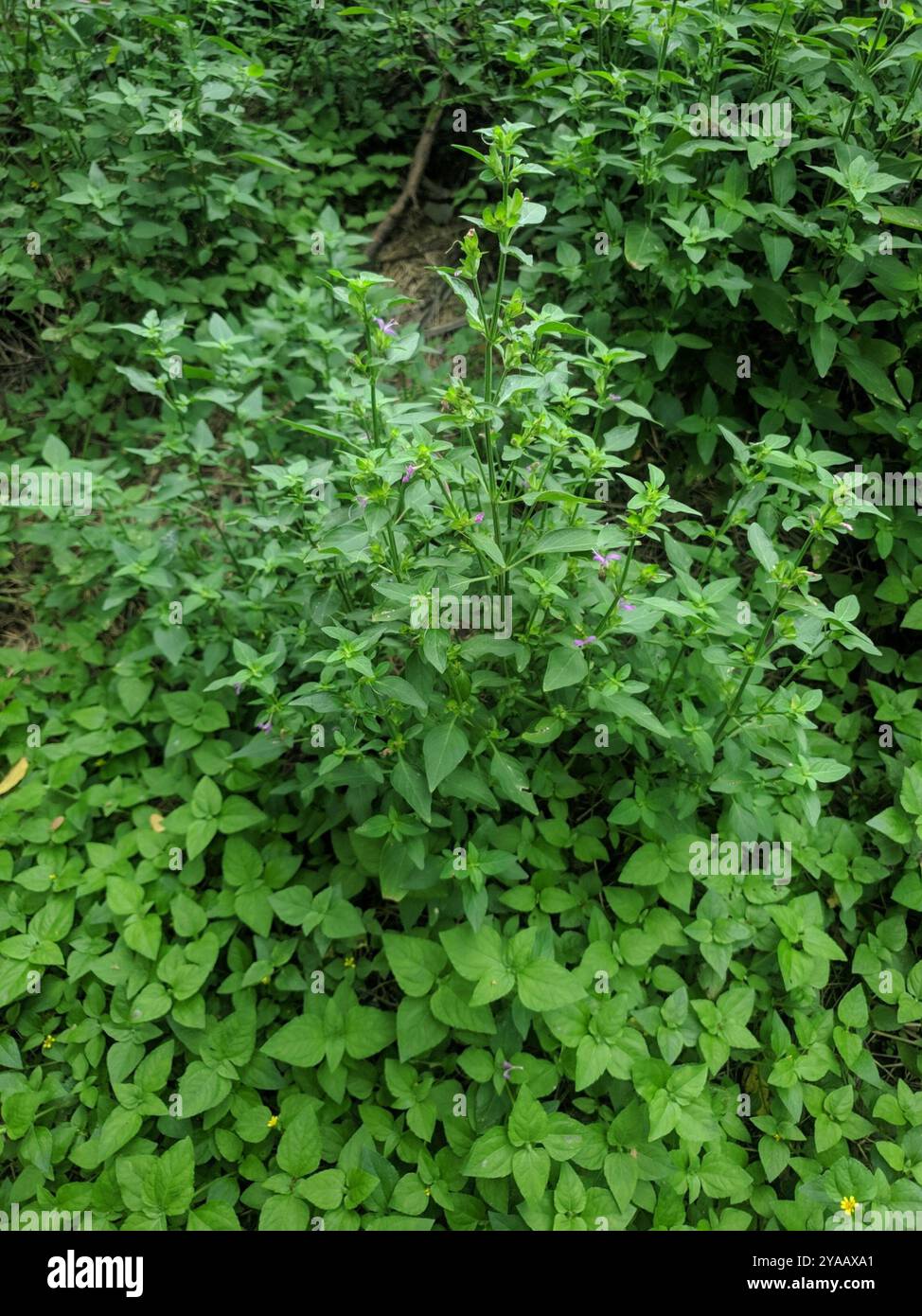 Branched Foldwing (Dicliptera brachiata) Plantae Stock Photo - Alamy