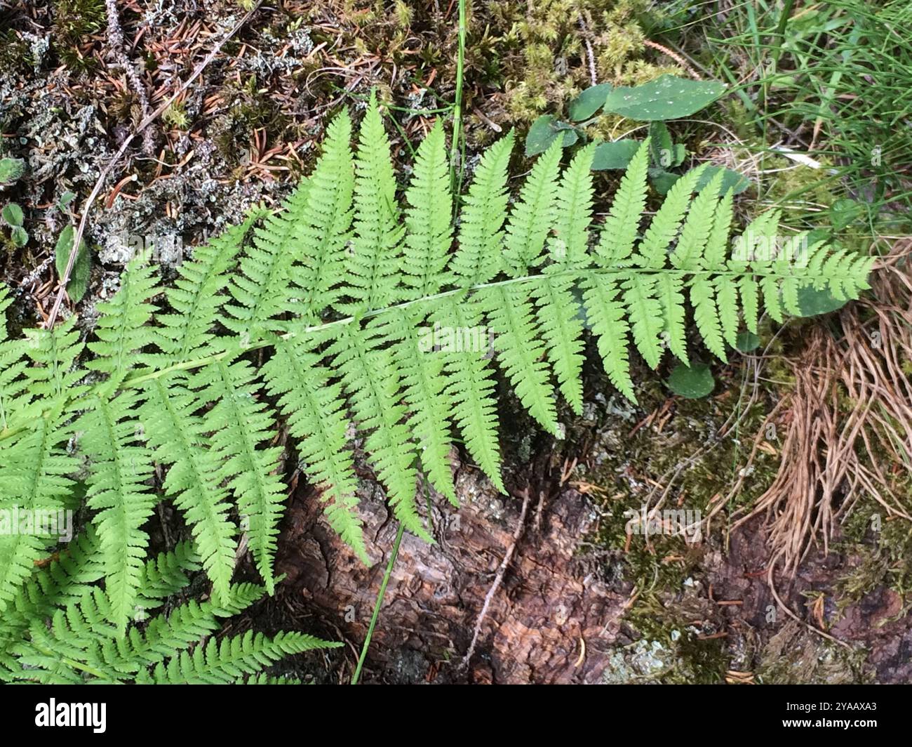lady ferns (Athyrium) Plantae Stock Photo - Alamy