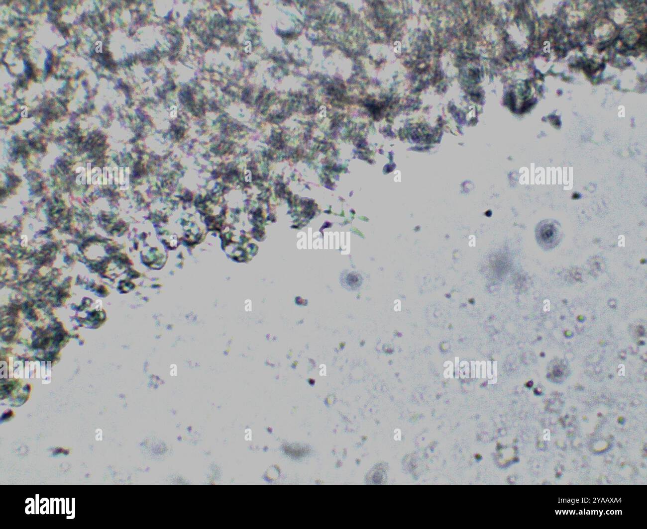 Snapping Bonnet (Mycena vitilis) Fungi Stock Photo - Alamy