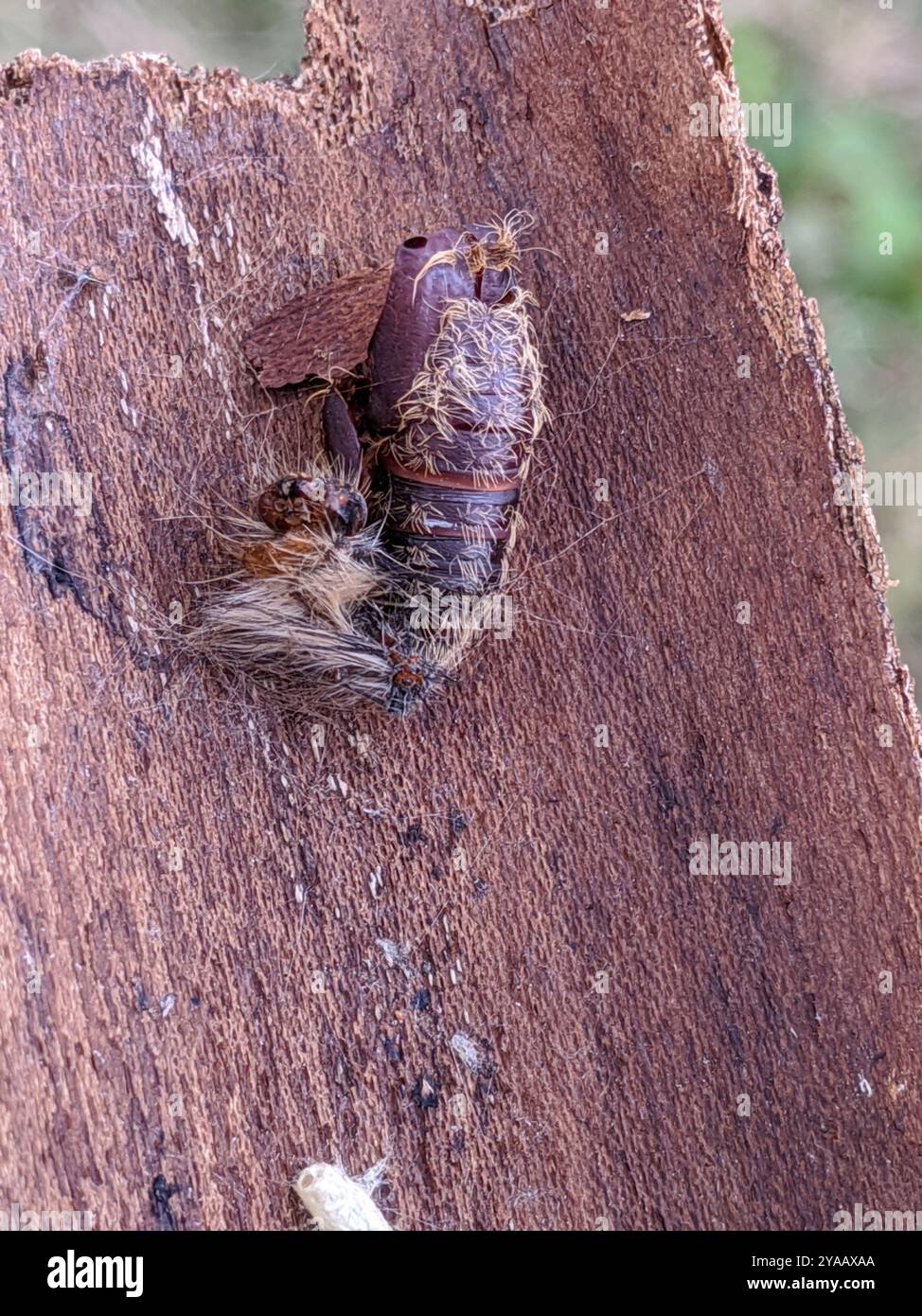 Spongy Moth (Lymantria dispar) Insecta Stock Photo - Alamy