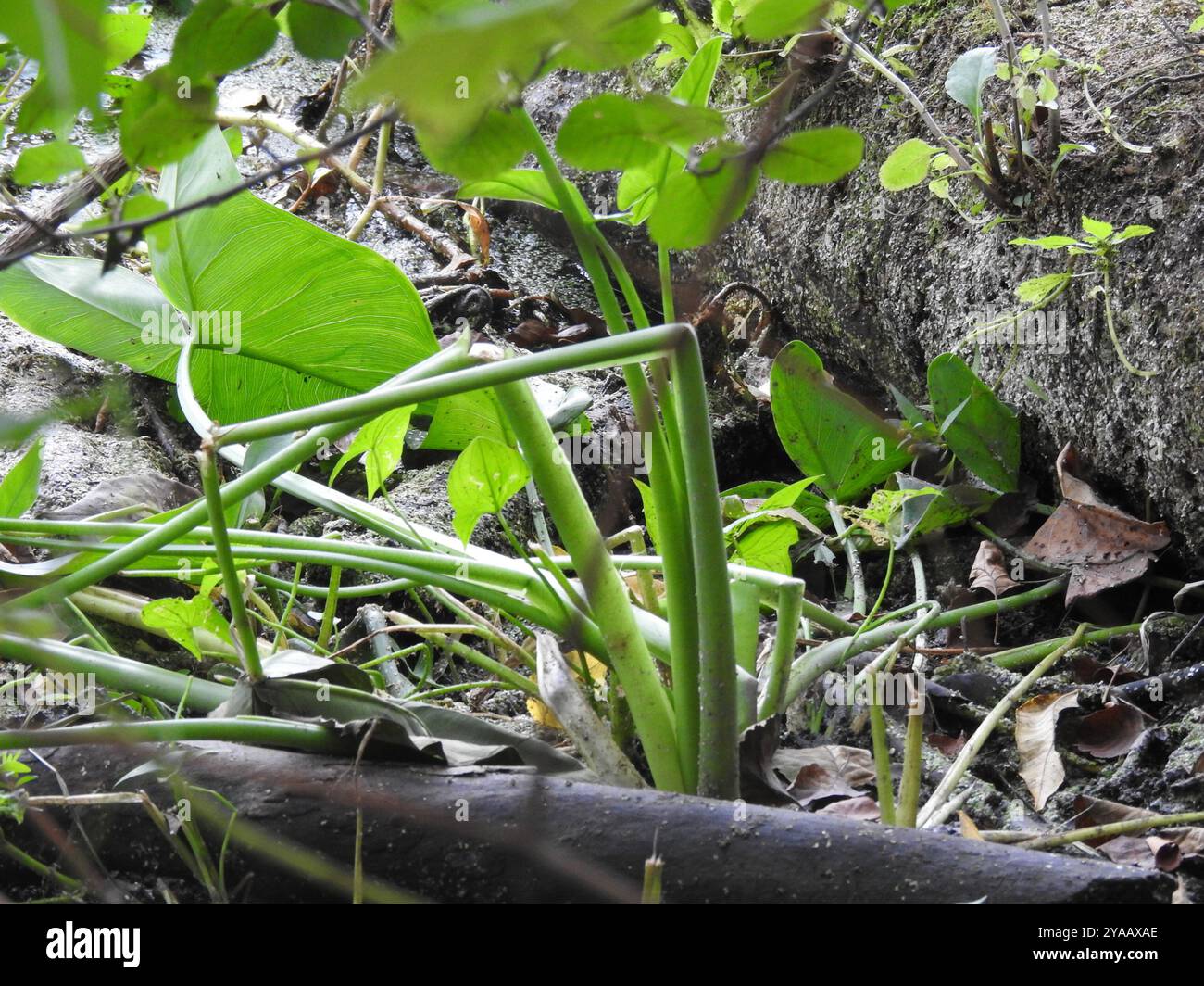 monocots (Liliopsida) Plantae Stock Photo - Alamy