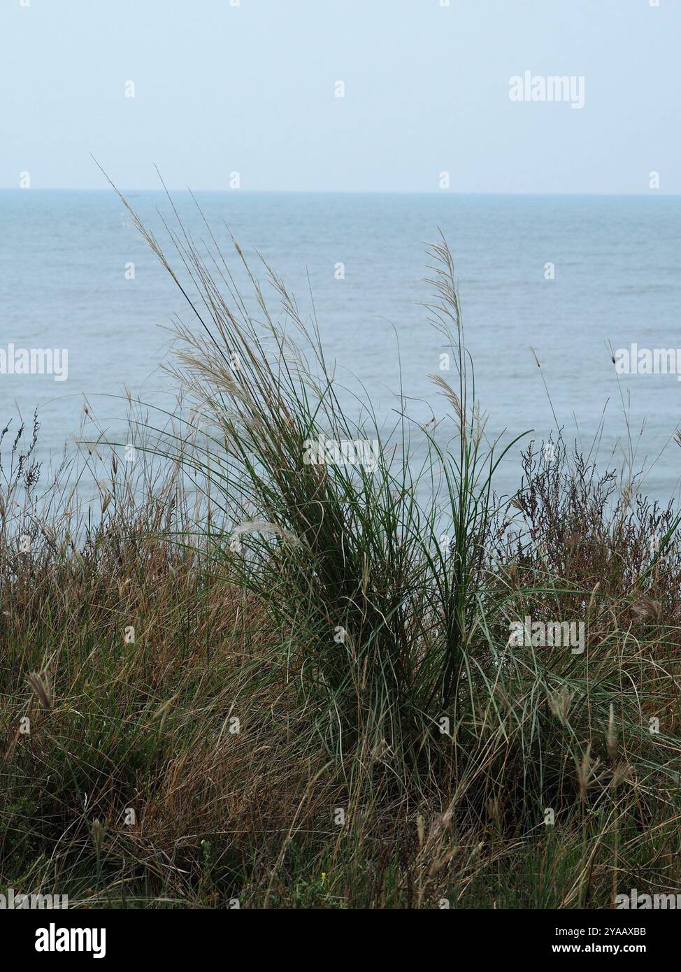 Wild Cane (Saccharum spontaneum) Plantae Stock Photo - Alamy