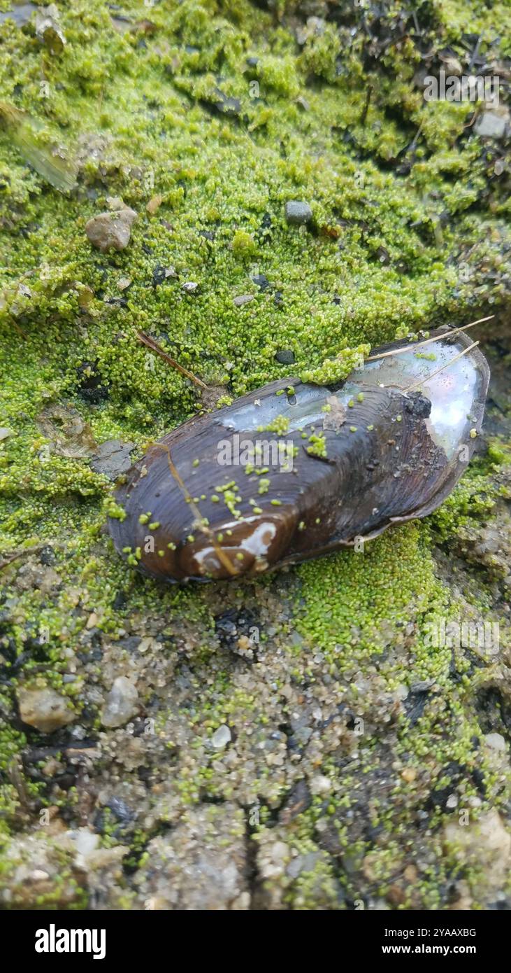 Eastern Elliptio (Elliptio complanata) Mollusca Stock Photo - Alamy