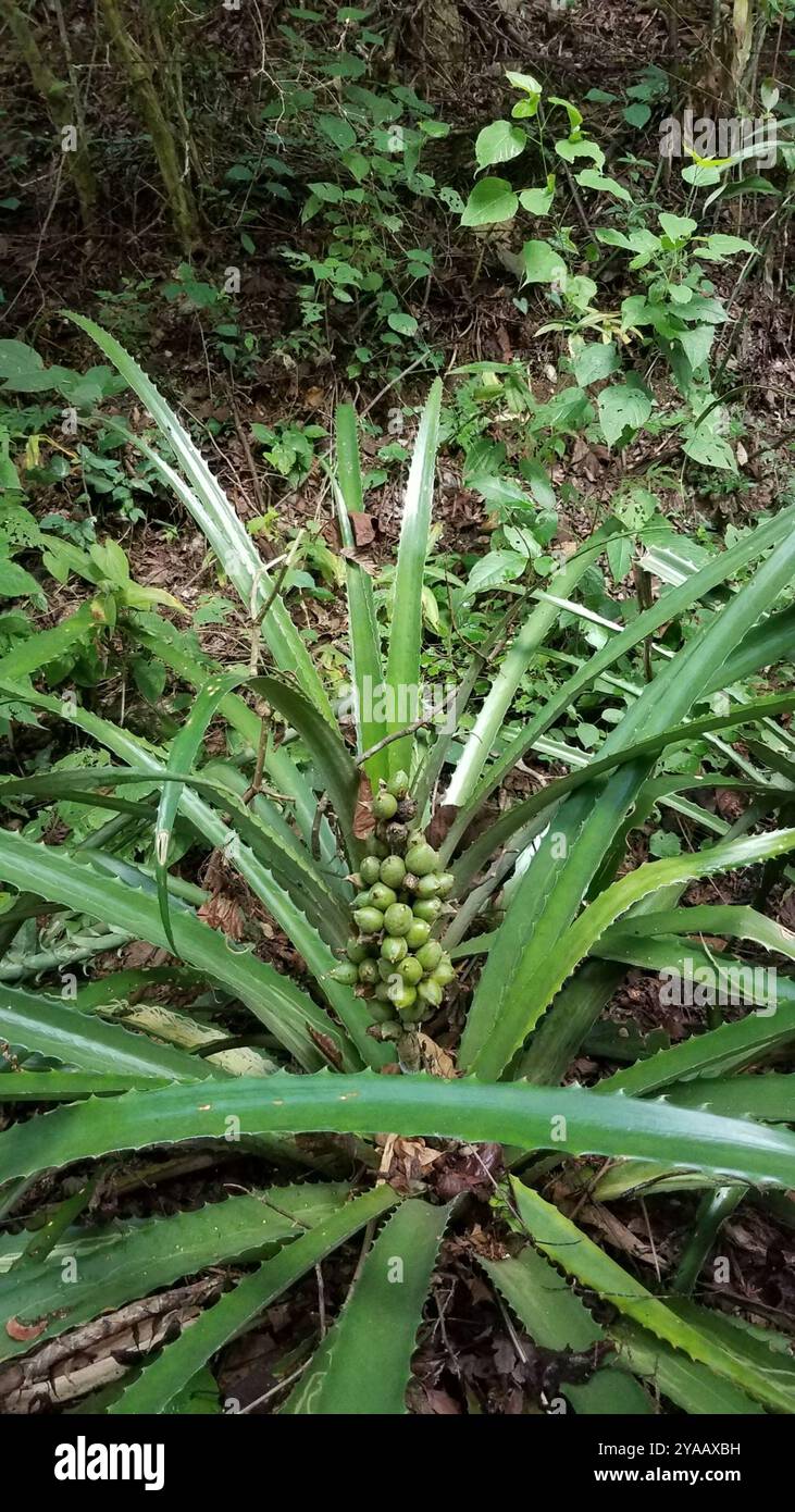 piñuela (Bromelia pinguin) Plantae Stock Photo - Alamy