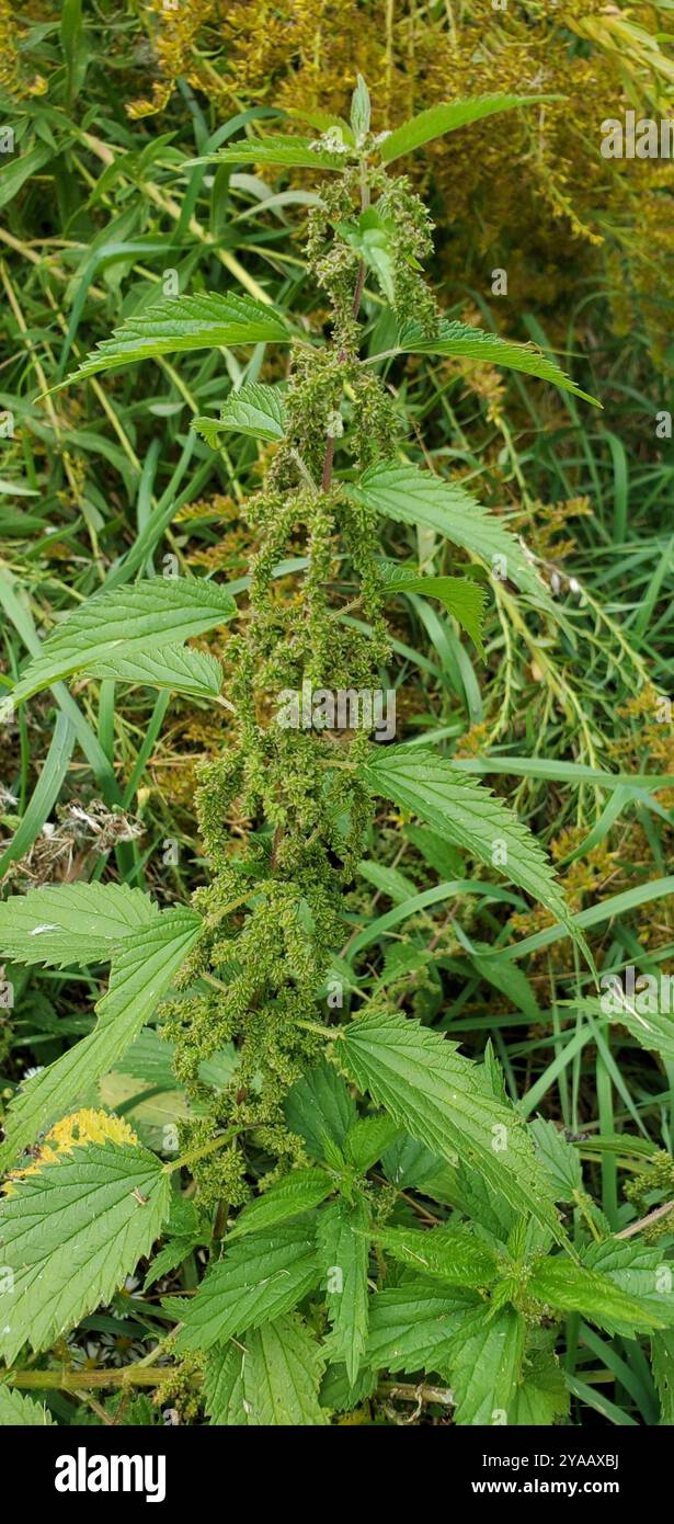nettle family (Urticaceae) Plantae Stock Photo - Alamy
